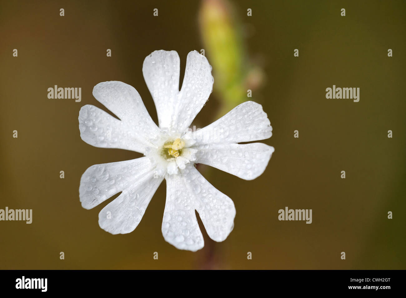 Garden campion hi-res stock photography and images - Alamy