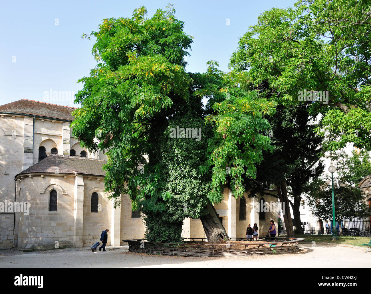 Paris, France. The Oldest Tree in Paris, a Robinia or false Acacia ...