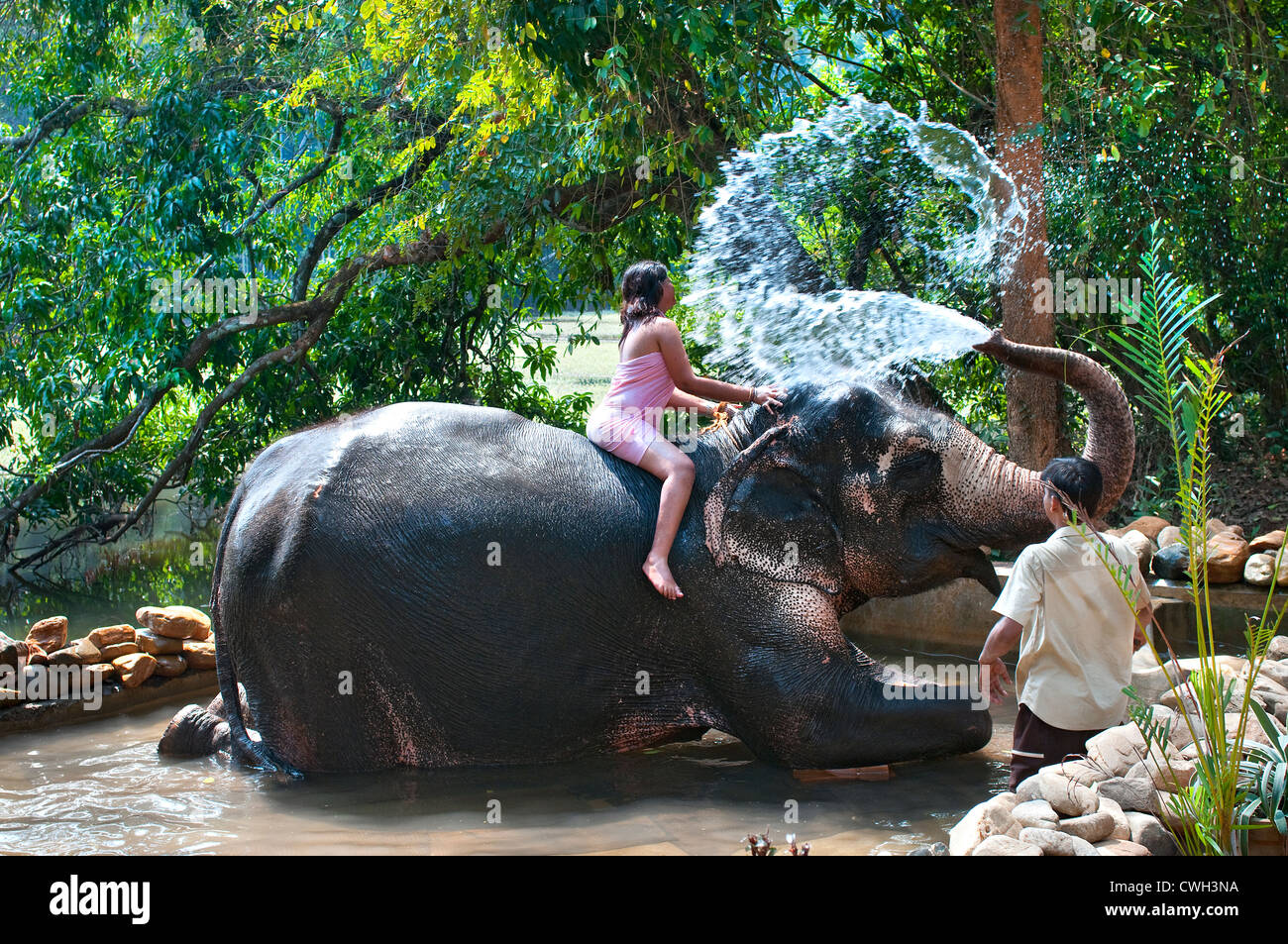 Elephant bathing with visitor, Ponda Tropical Spice Plantation, Goa ...