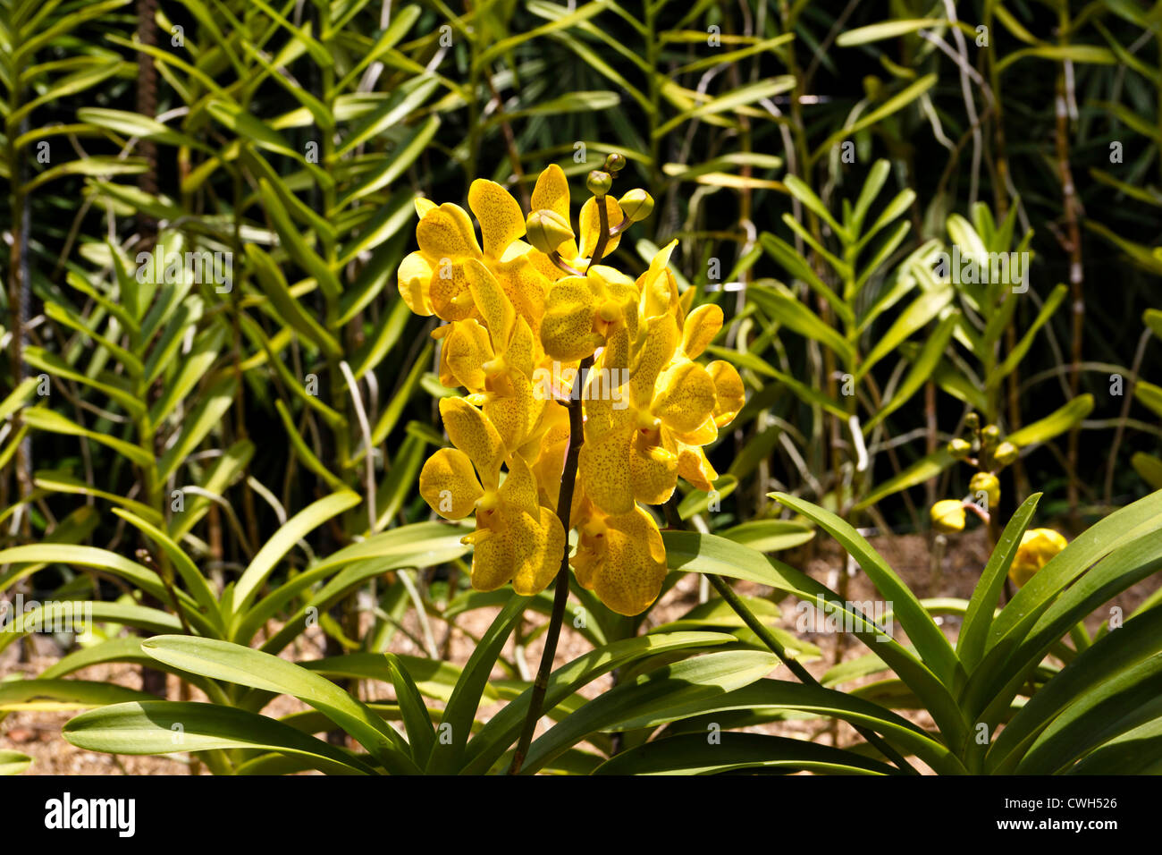 Singapore flowers hi-res stock photography and images - Alamy