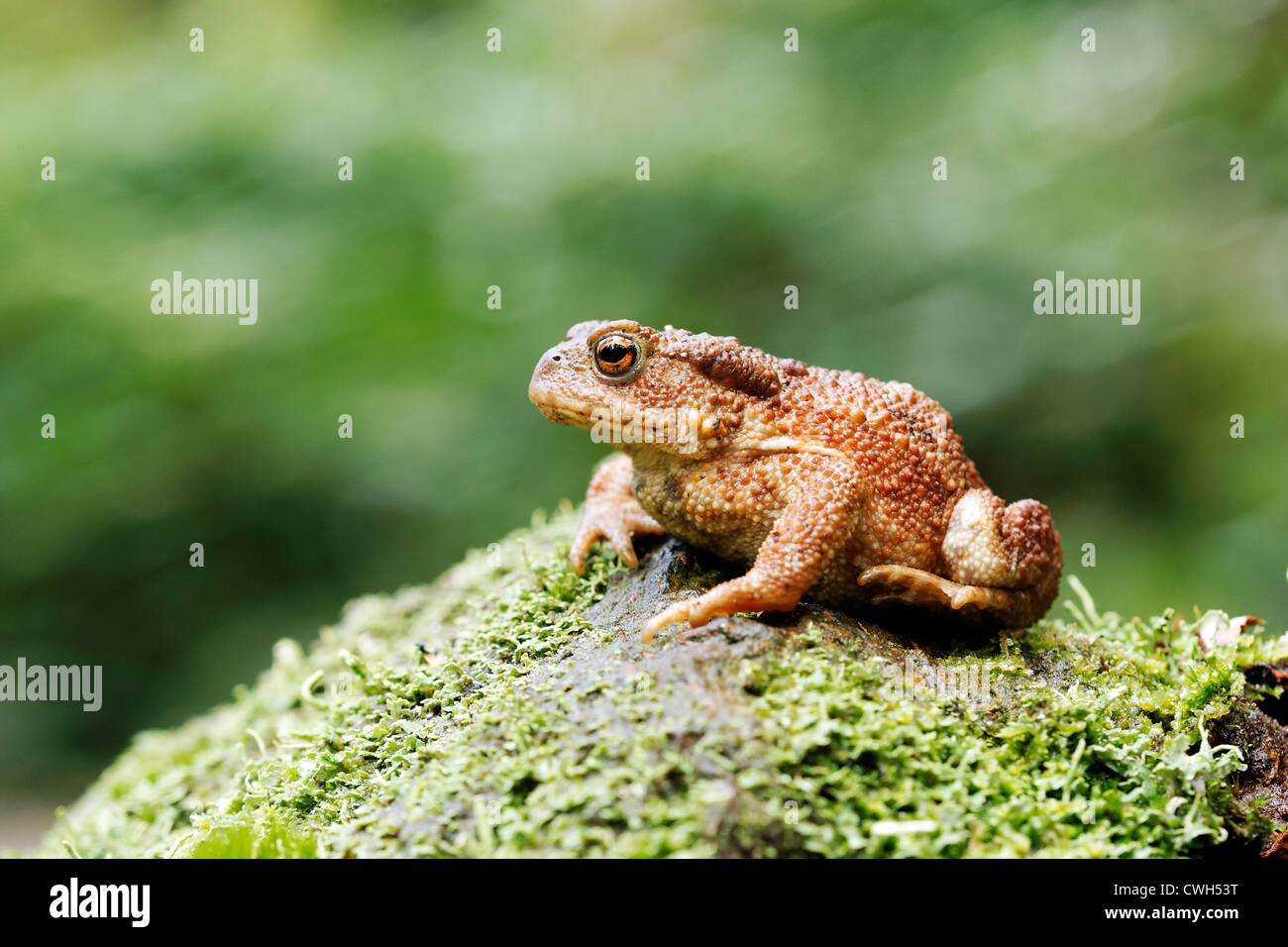 Common toad uk hi-res stock photography and images - Alamy
