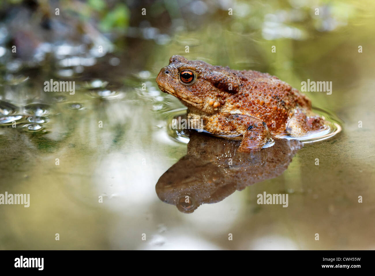 Common toad, Bufo bufo, single toad in water, Warwickshire, August 2012 ...