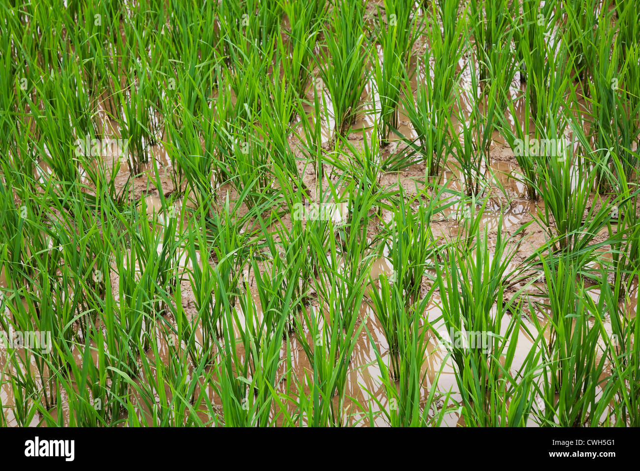 Rice grass detail hi-res stock photography and images - Alamy