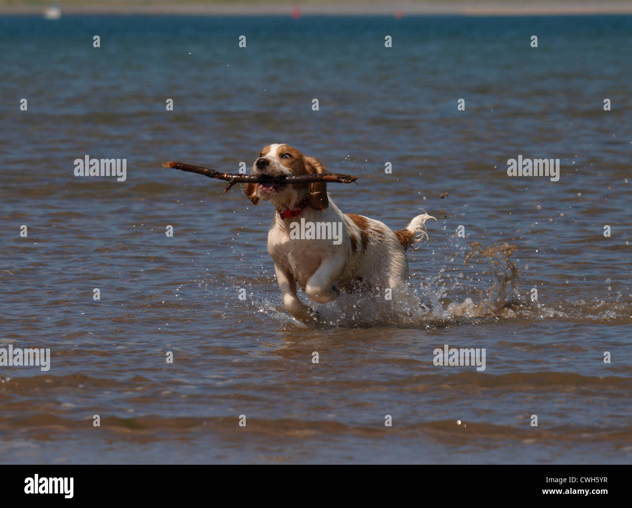 Small dog running from hi-res stock photography and images - Alamy