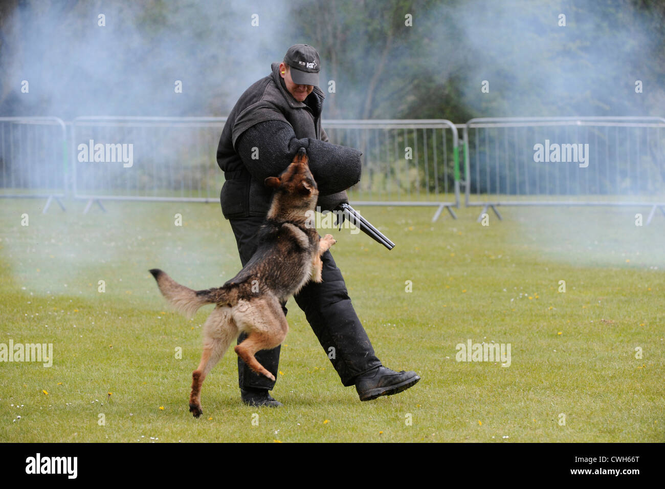 A Police Dog competing in the National Police Dog Trials 2012 hosted by ...