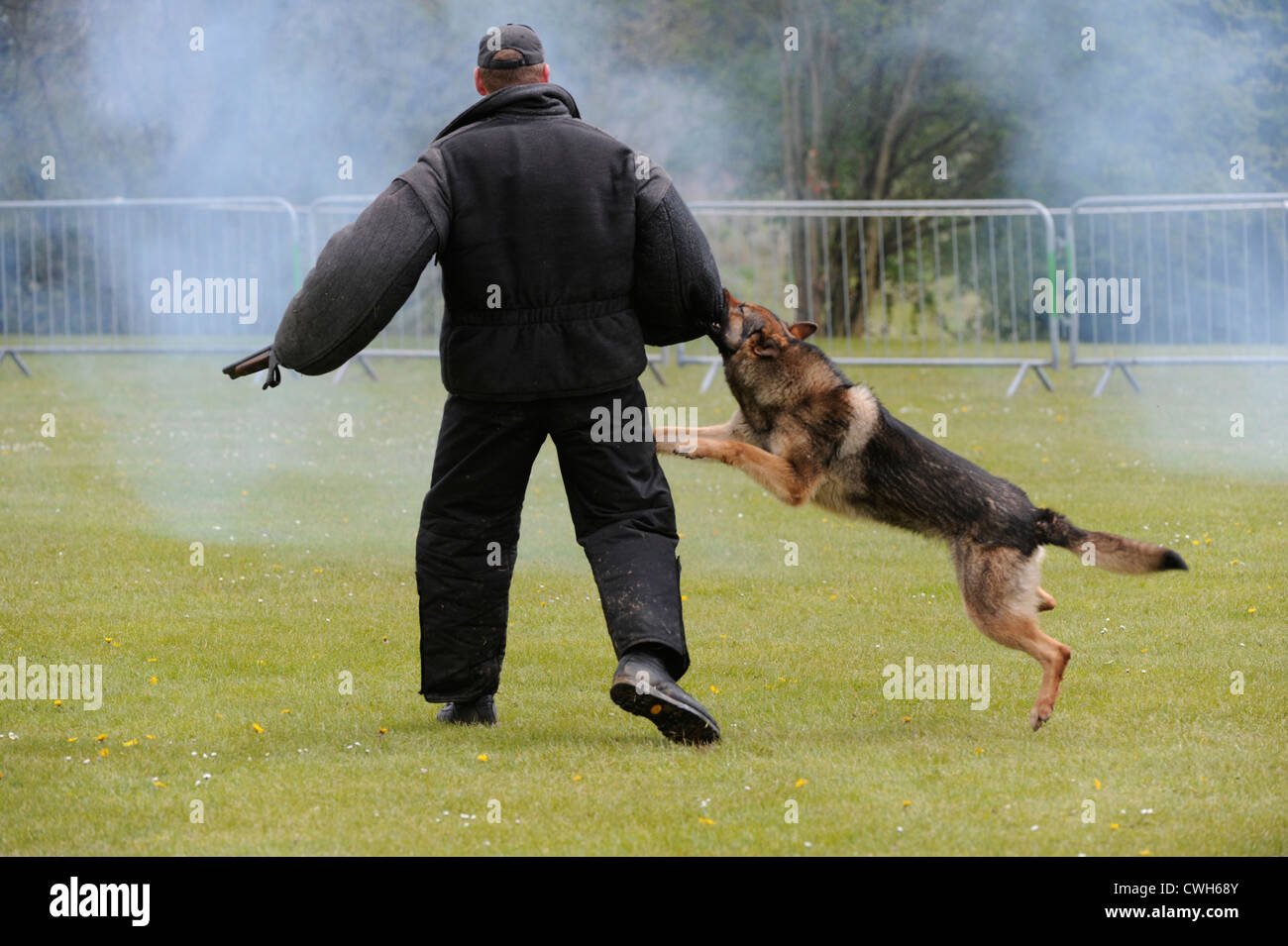 A Police Dog competing in the National Police Dog Trials 2012 hosted by ...