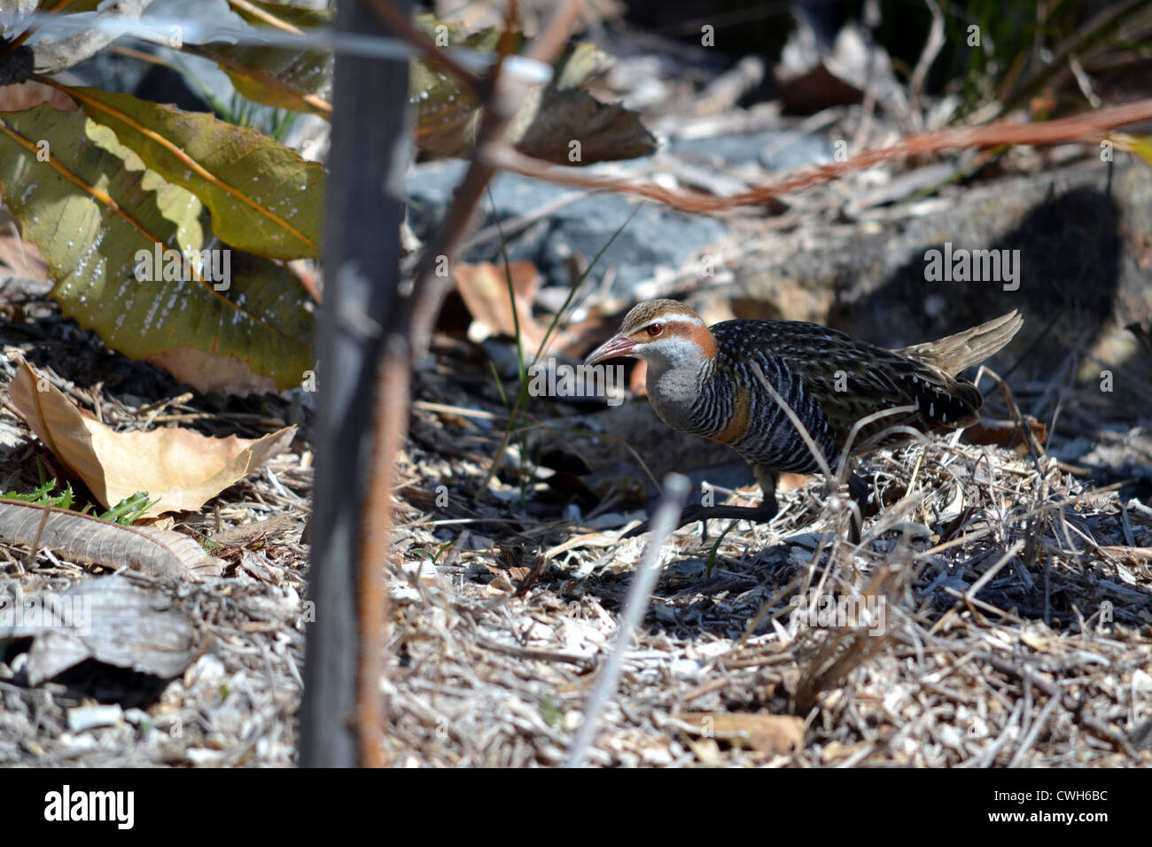 Chestnut quail hiding in bush hi-res stock photography and images - Alamy
