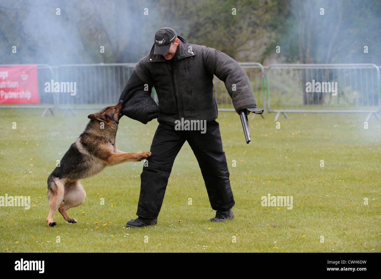 A Police Dog competing in the National Police Dog Trials 2012 hosted by ...