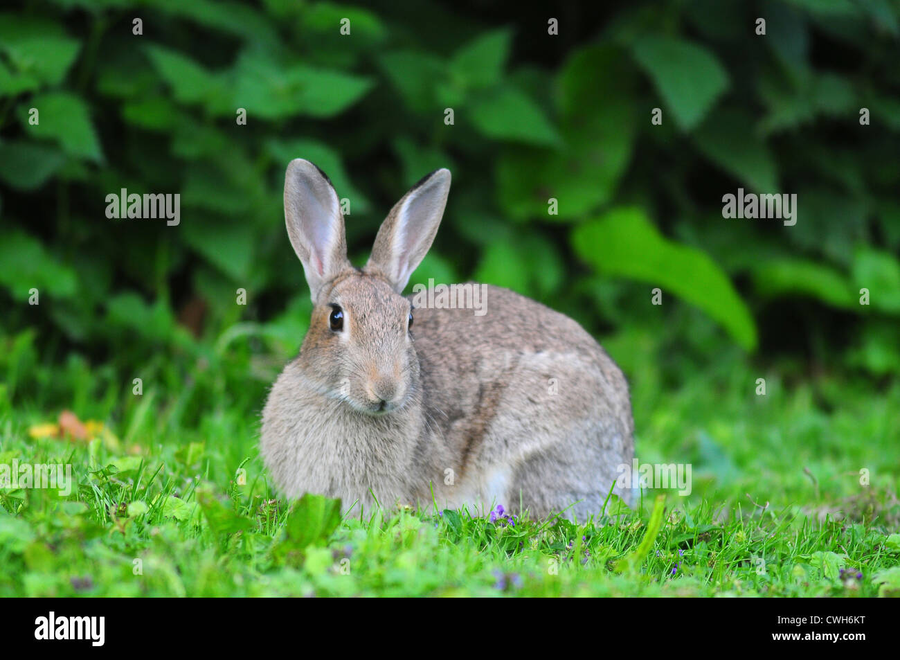 RABBIT Oryctolagus cuniculus Stock Photo - Alamy