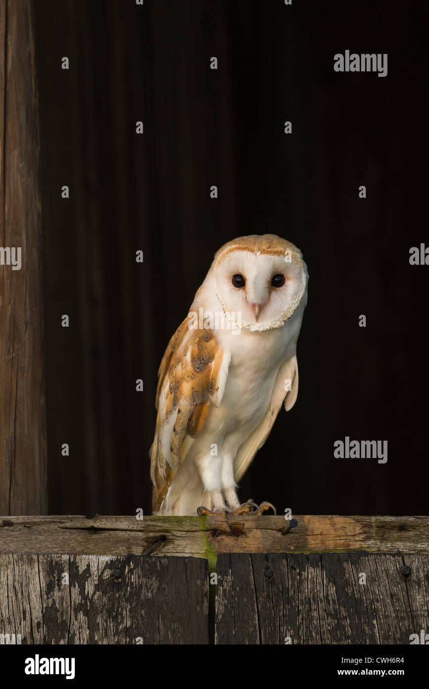 Barn owl uk dusk hi-res stock photography and images - Alamy