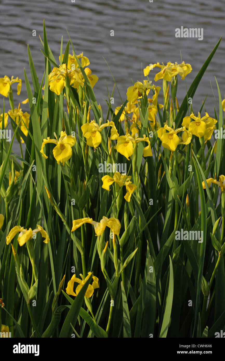 Iris pseudacorus (Iridaceae) in wild,yellow flag, yellow iris, water ...