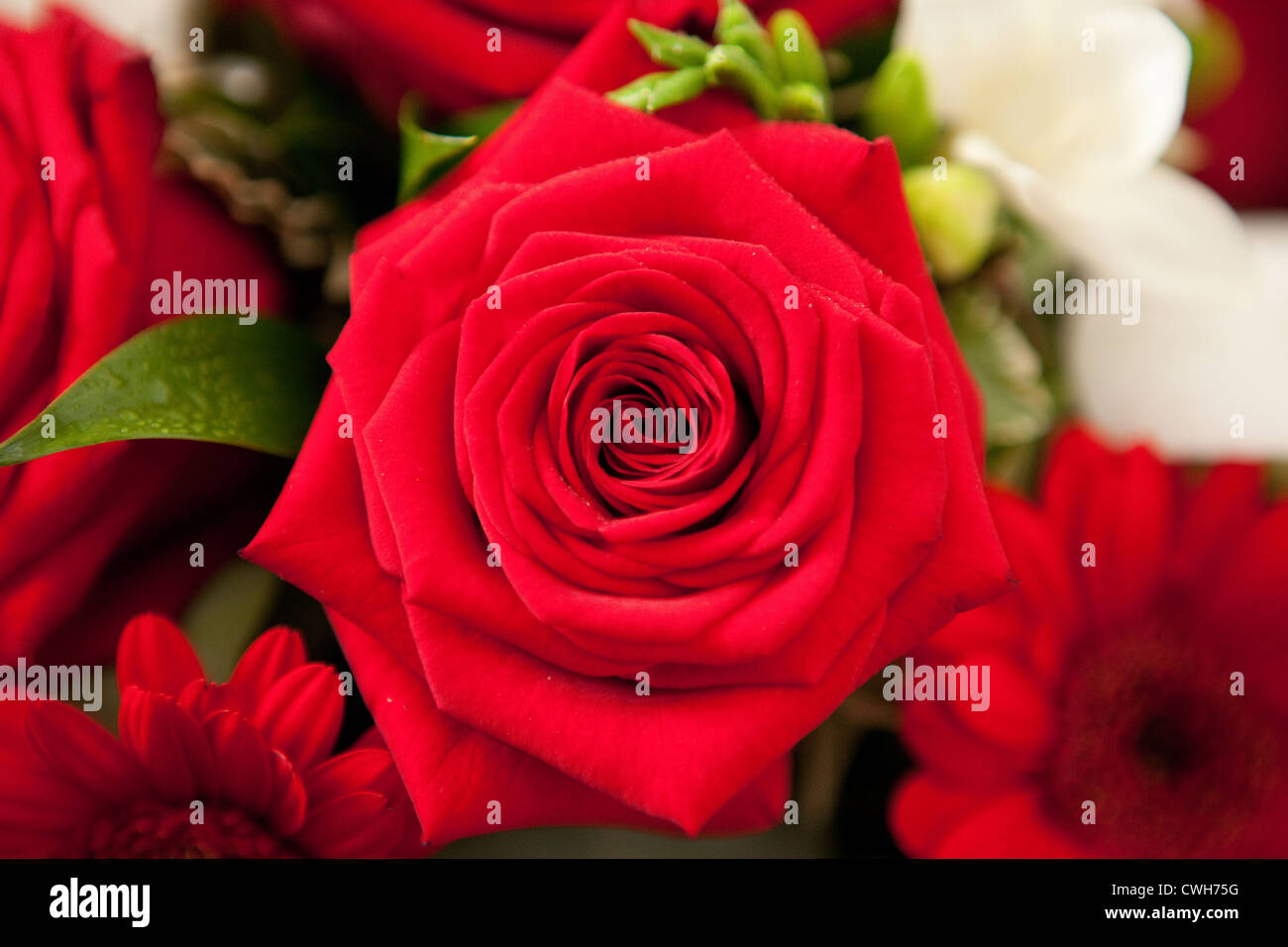 Roses are red Stock Photo - Alamy