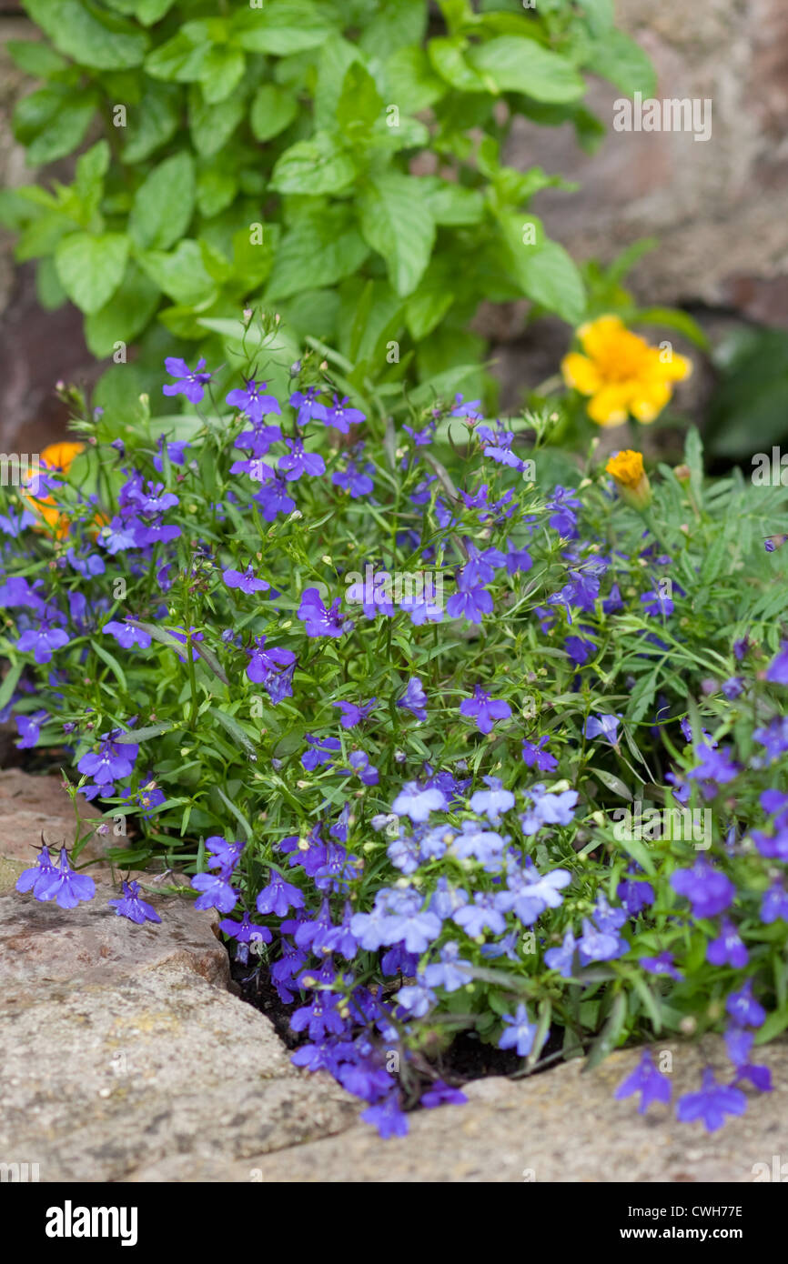 Lobelia blooms hi-res stock photography and images - Alamy