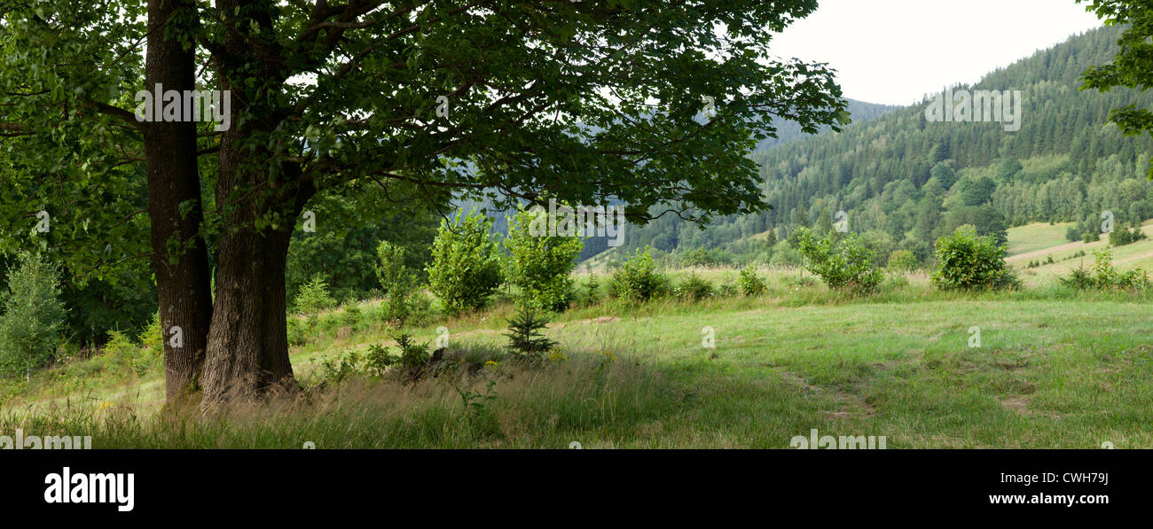 Tree panoramic hi-res stock photography and images - Alamy