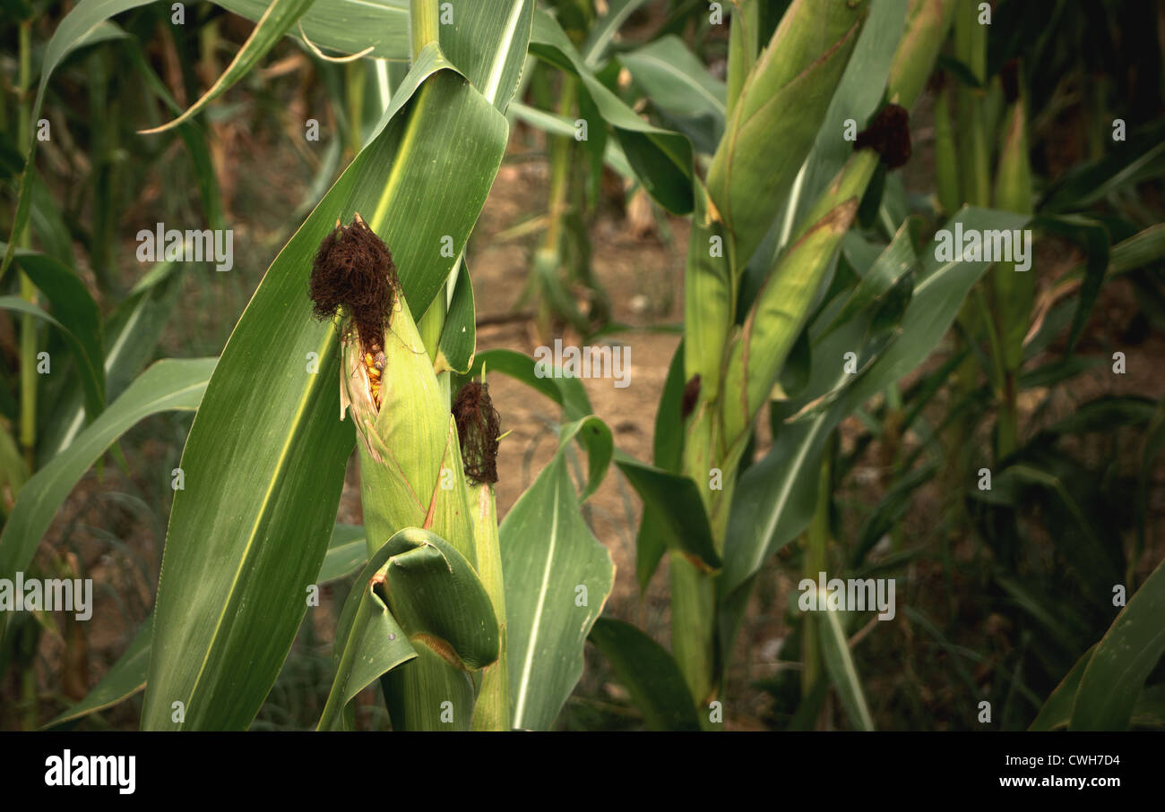 Close-up of a corn cob with a bug in a cornfield Stock Photo - Alamy