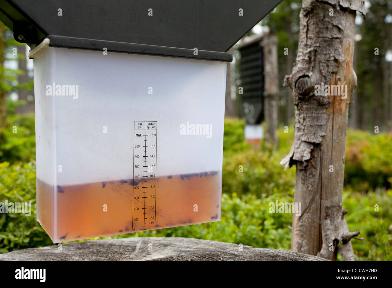 insect trap in forest with liquid in forest Stock Photo - Alamy