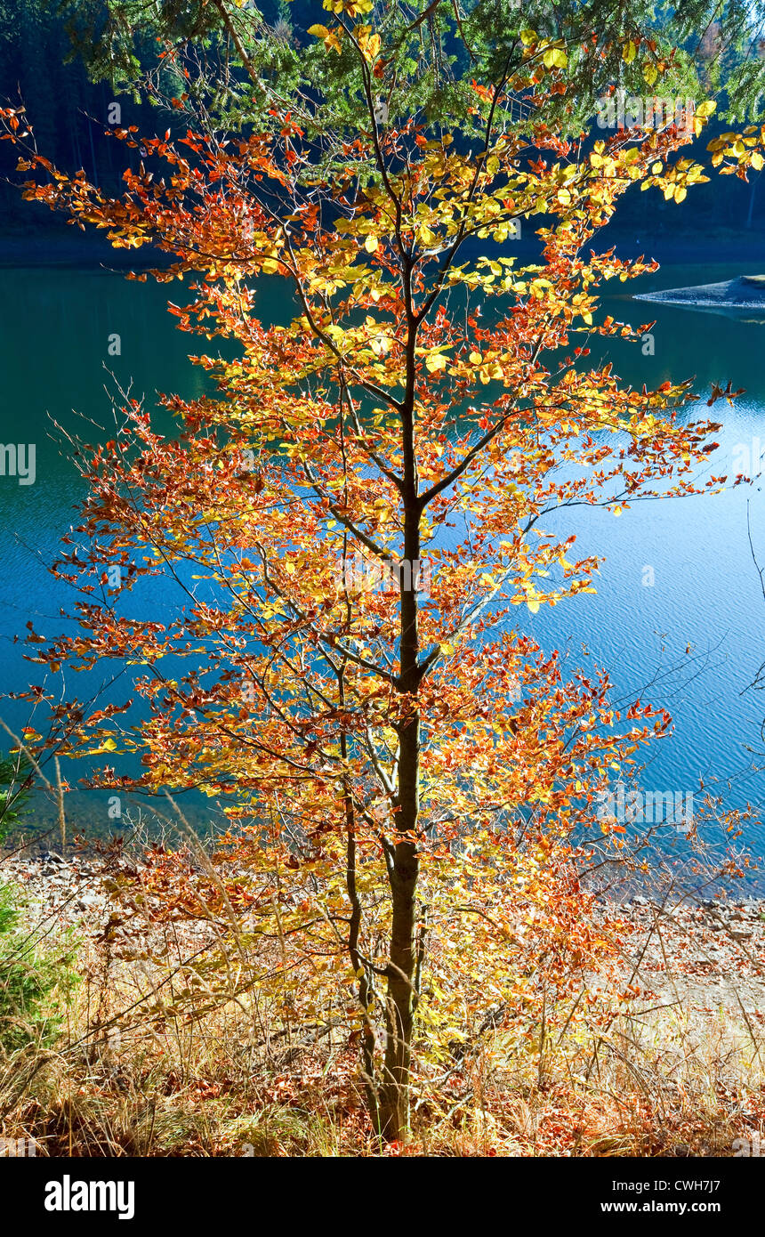 Mountain Synevir lake view through autumn tree twigs Stock Photo - Alamy