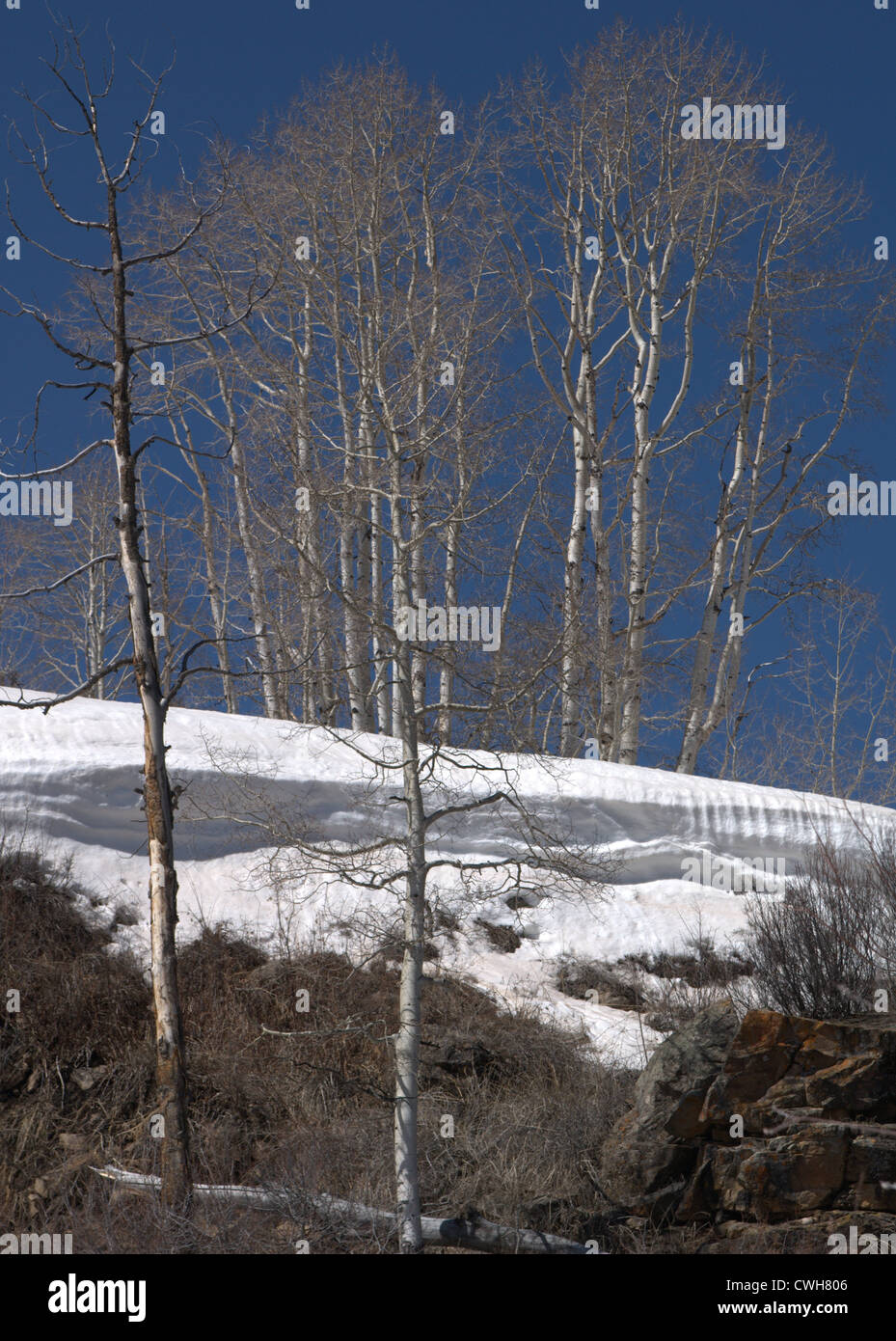 Aspen trees snow hi-res stock photography and images - Alamy