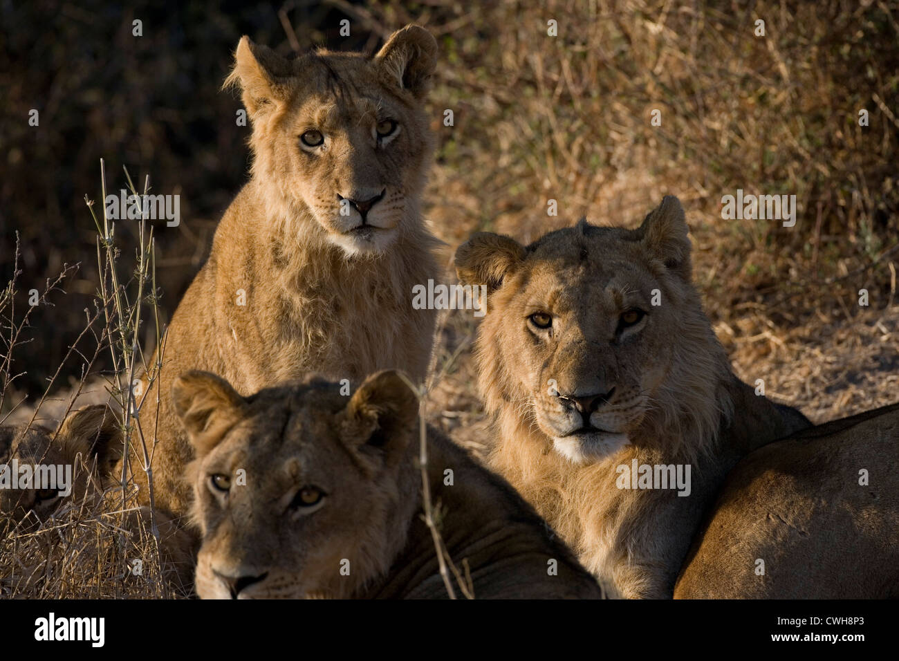 lion free wild Okavango animal Botswana wildlife Stock Photo - Alamy