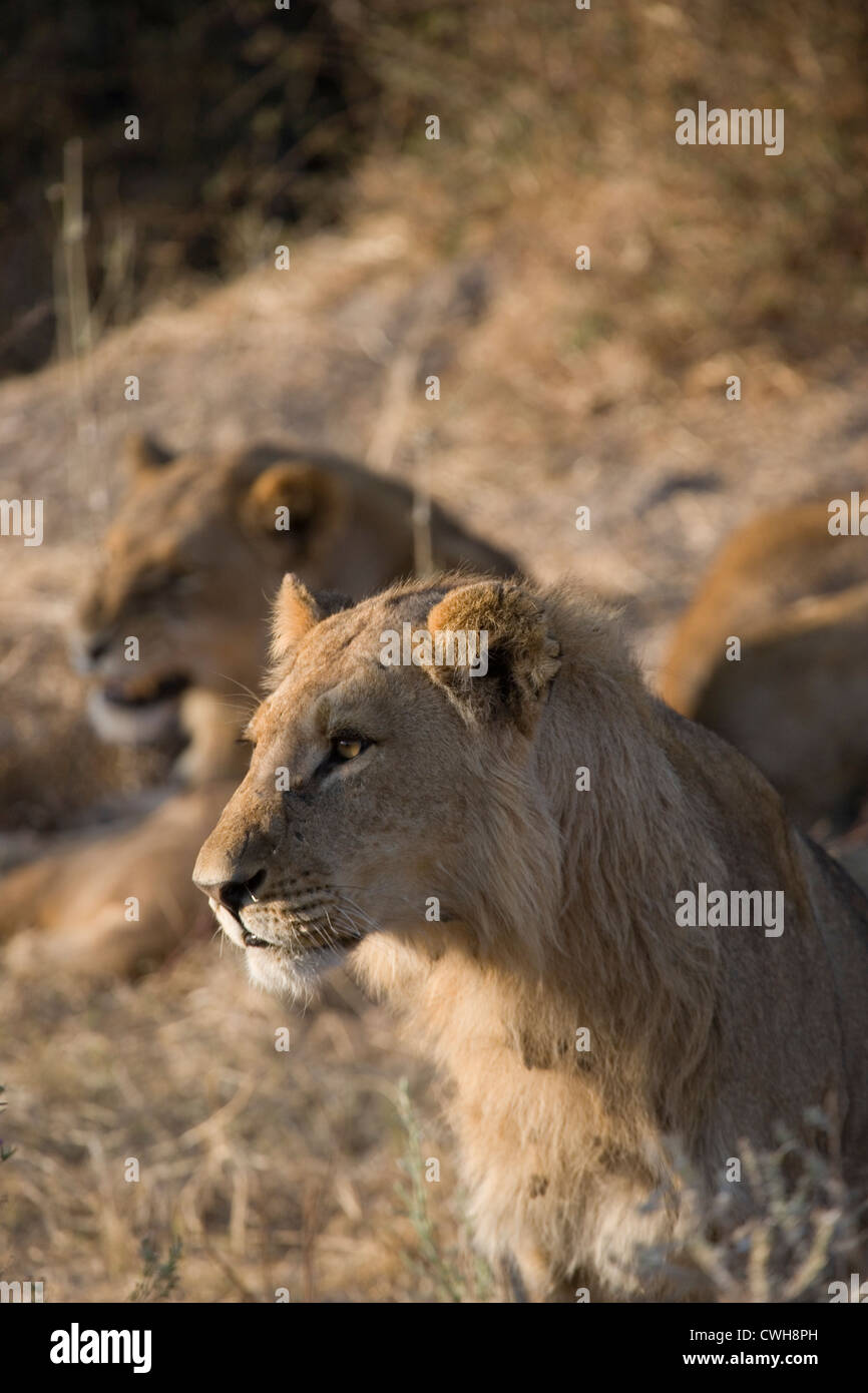 lion free wild Okavango animal Botswana wildlife Stock Photo - Alamy