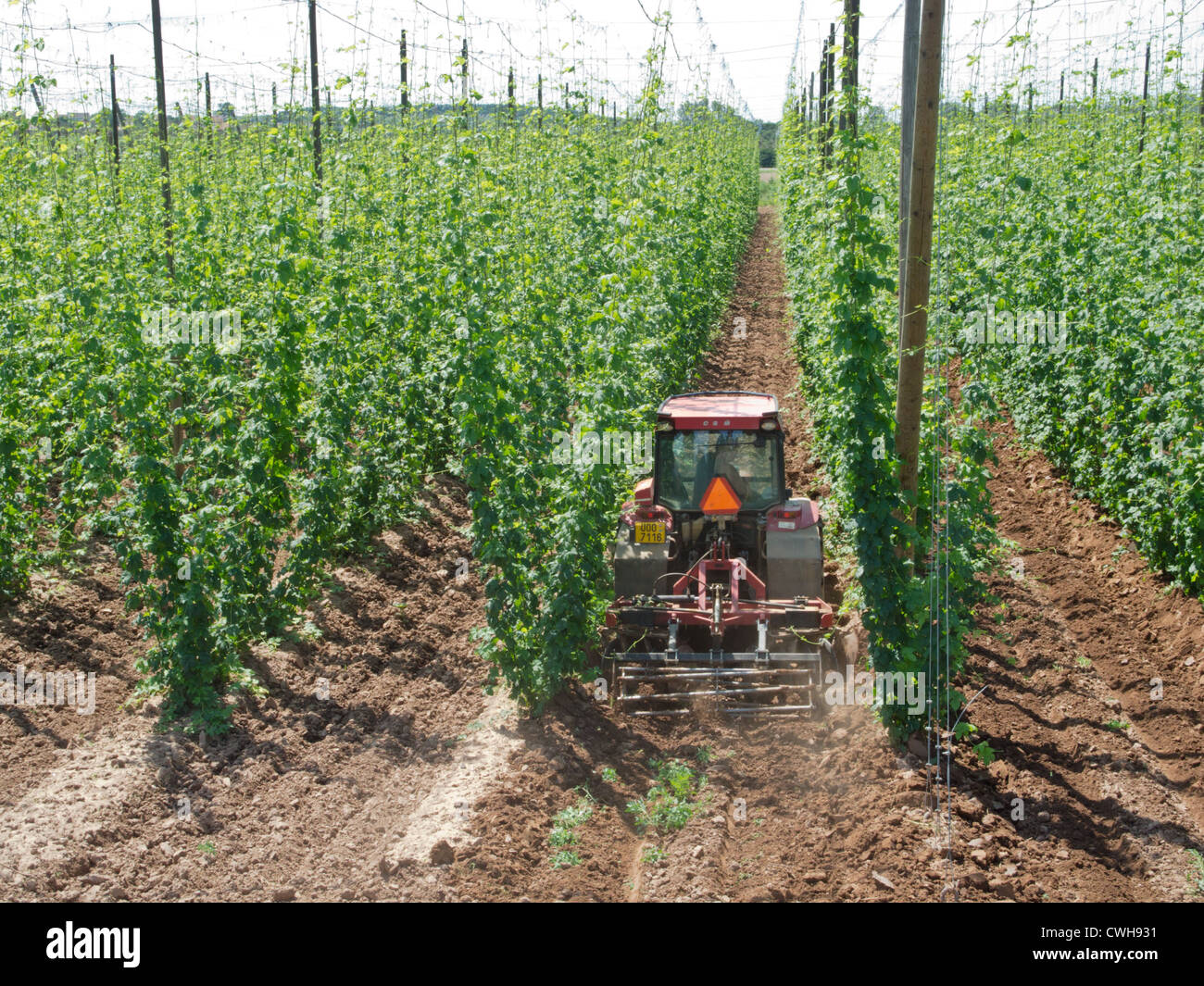hop garden with tractor, near Village of Steknik, Czech Republic Stock ...