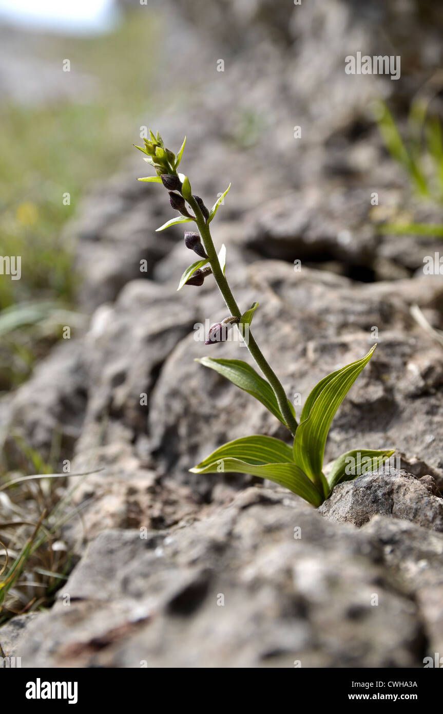 Dark red Helleborine Stock Photo - Alamy