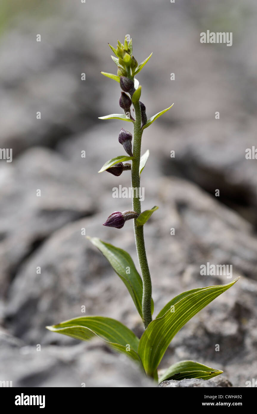 Dark red Helleborine Stock Photo - Alamy
