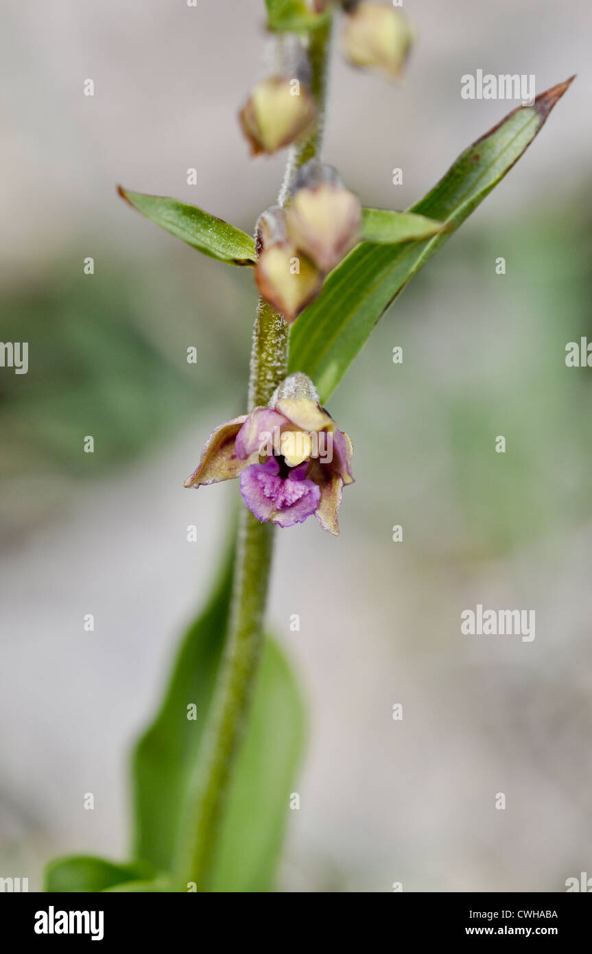Dark red Helleborine Stock Photo - Alamy