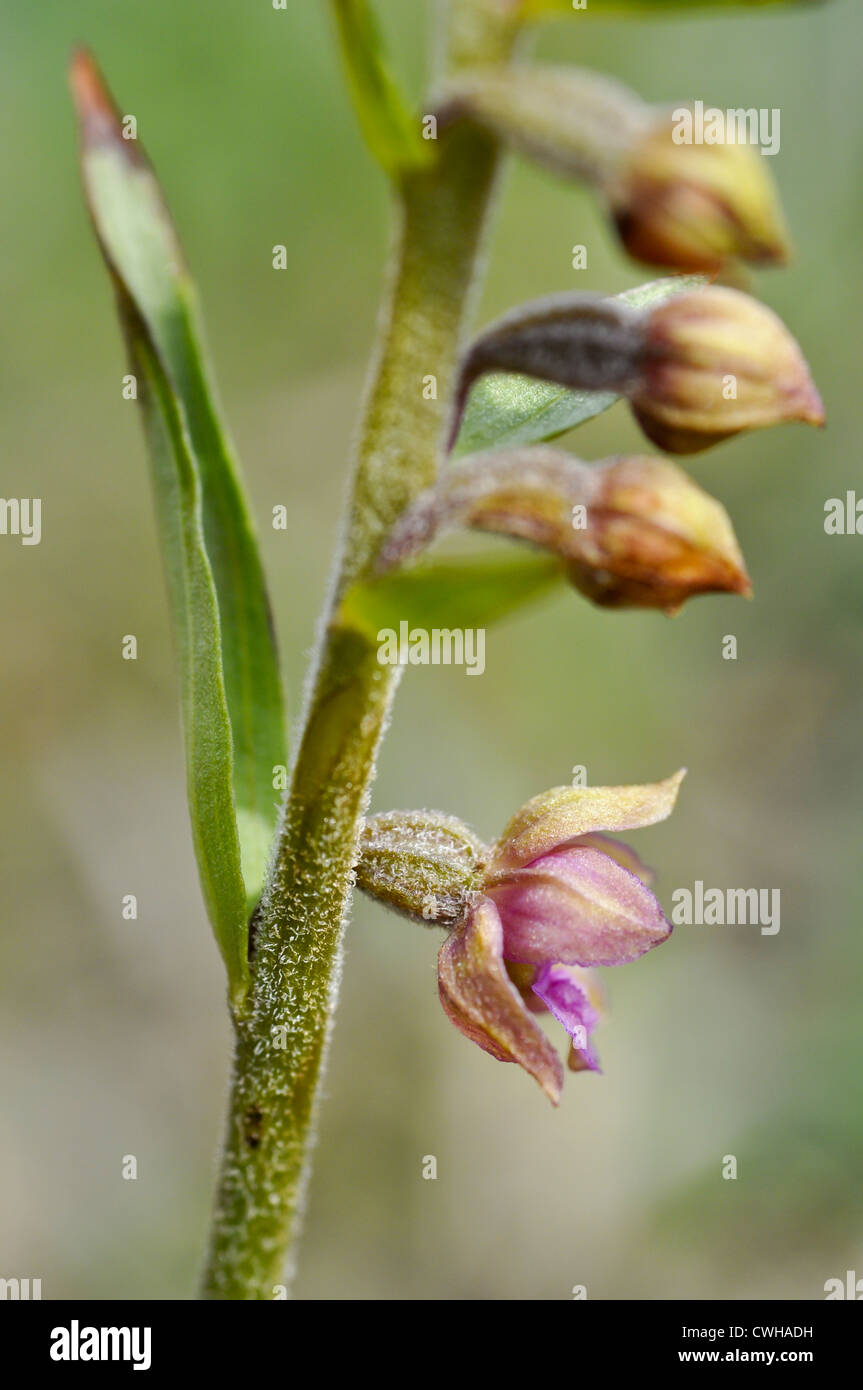 The dark red helleborine hi-res stock photography and images - Alamy