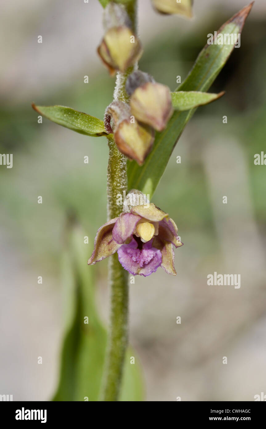 Dark red Helleborine Stock Photo - Alamy