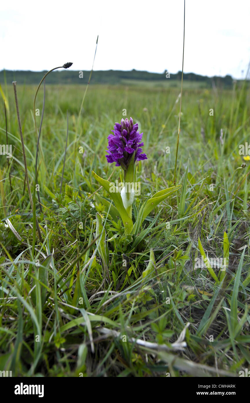 Northern Marsh orchid Stock Photo - Alamy