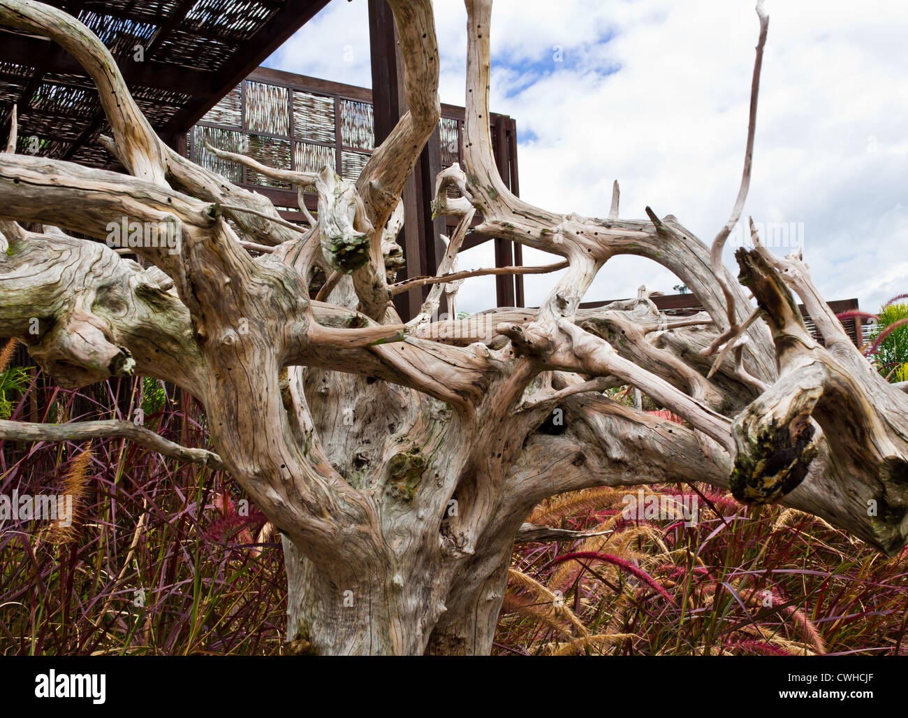 Dead Branch in the Garden Stock Photo - Alamy