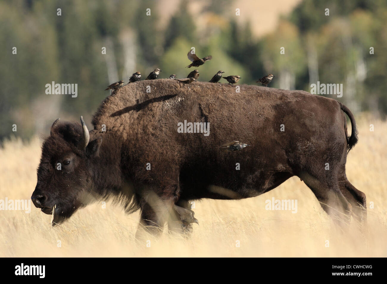 Parque nacional bison yellowstone hi-res stock photography and images ...