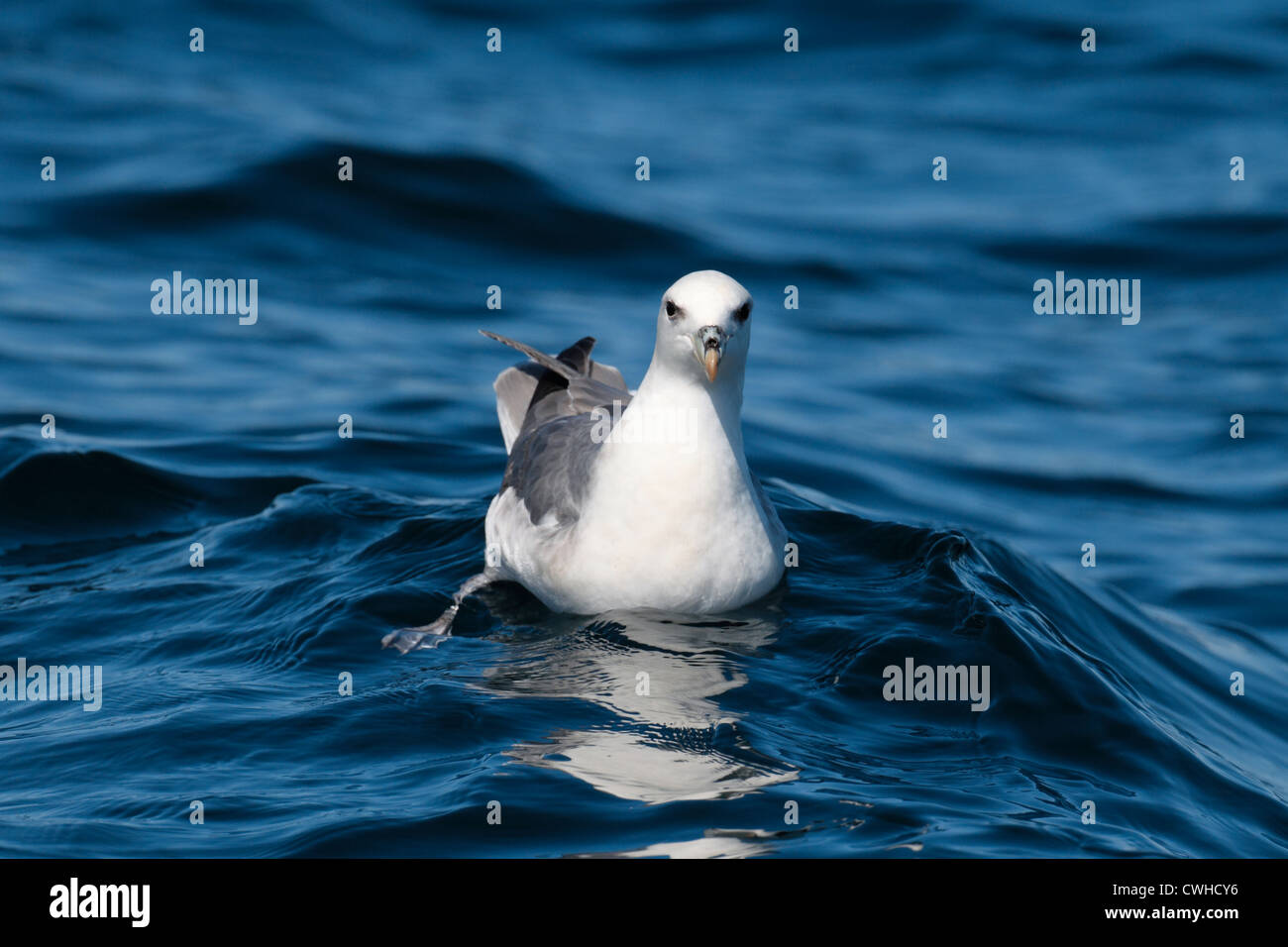 Fulmars swimming hi-res stock photography and images - Alamy