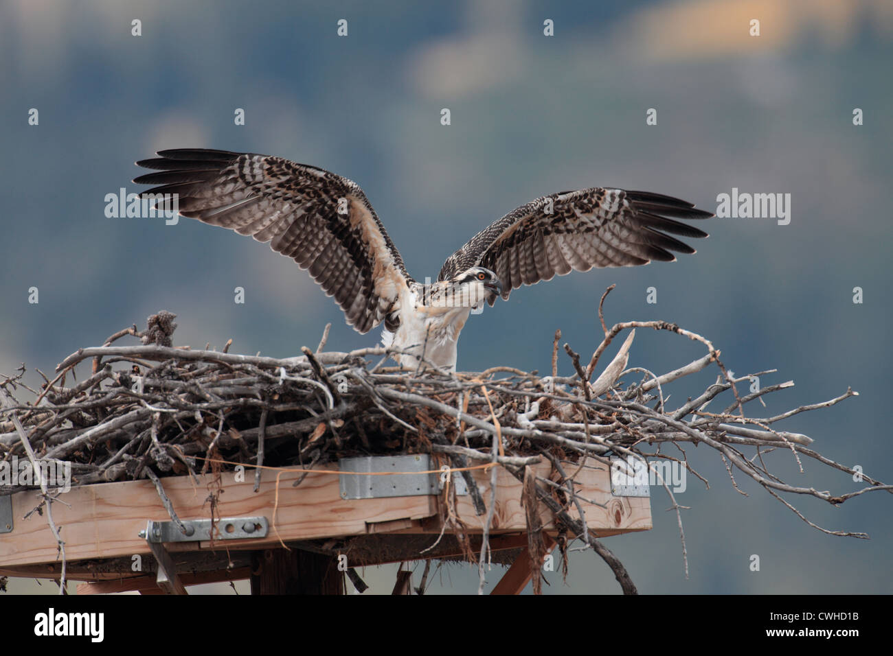 Osprey nest nests ospreys hi-res stock photography and images - Alamy