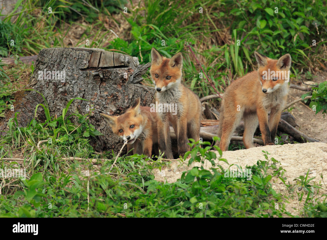 3 foxes hi-res stock photography and images - Alamy