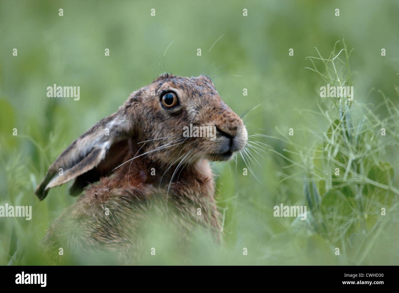 Hares head hi-res stock photography and images - Alamy