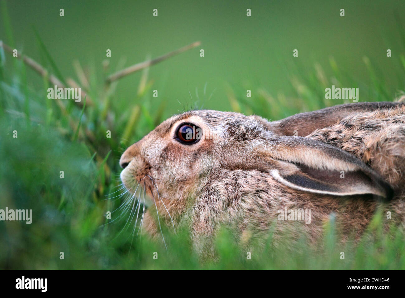 Hare scared hi-res stock photography and images - Alamy