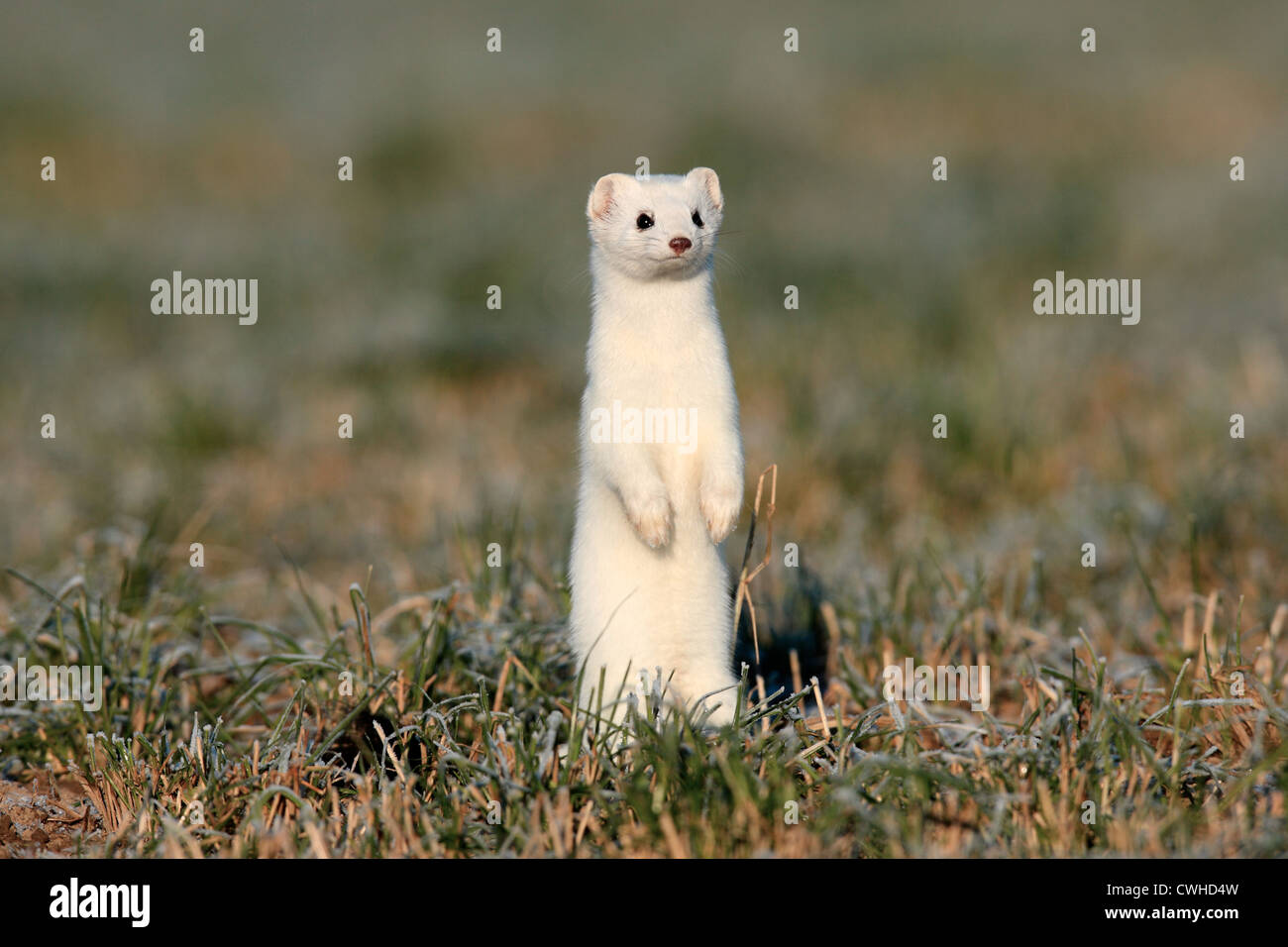Stoats and weasels hi-res stock photography and images - Alamy