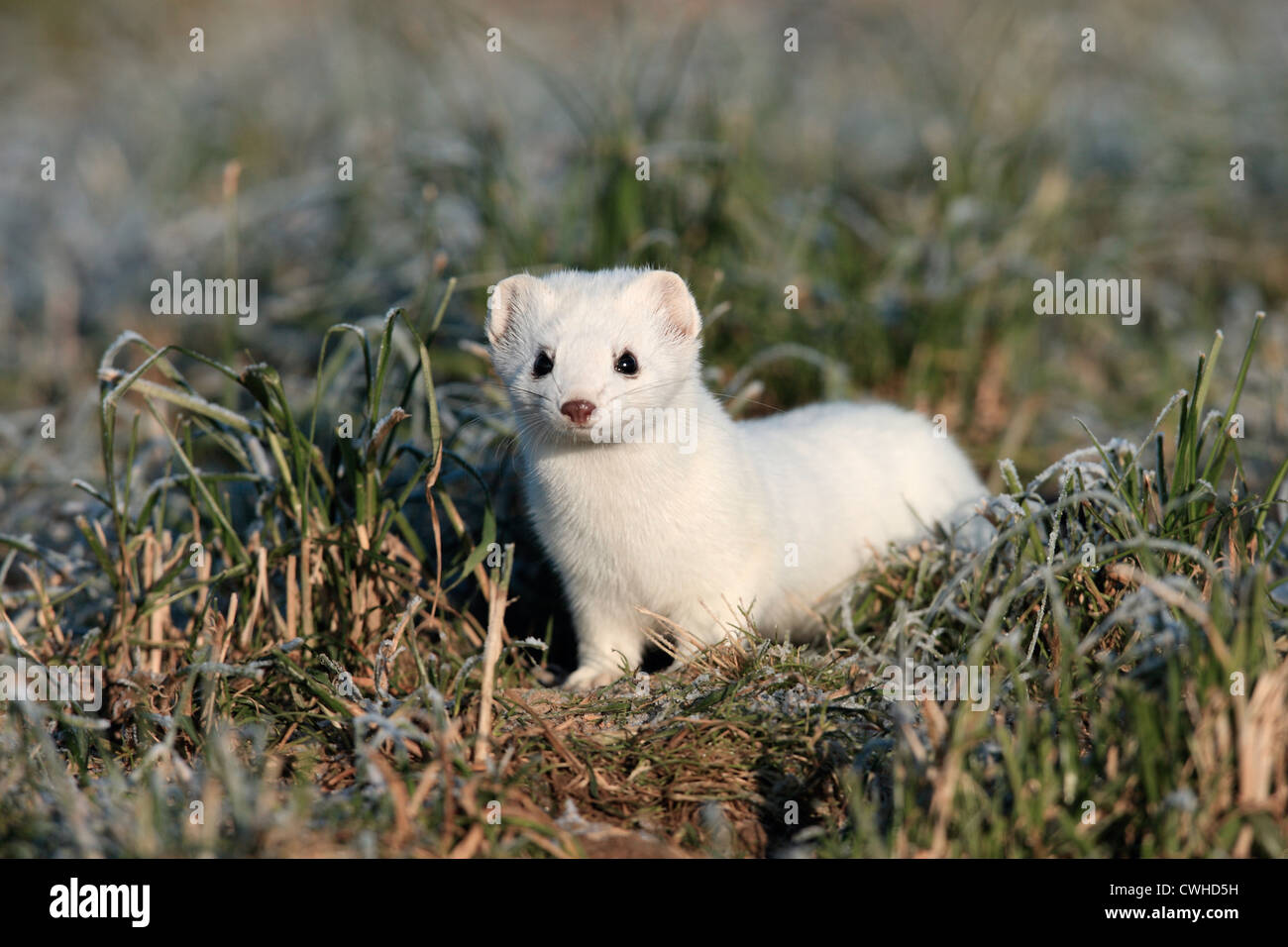 Stoats and weasels hi-res stock photography and images - Alamy