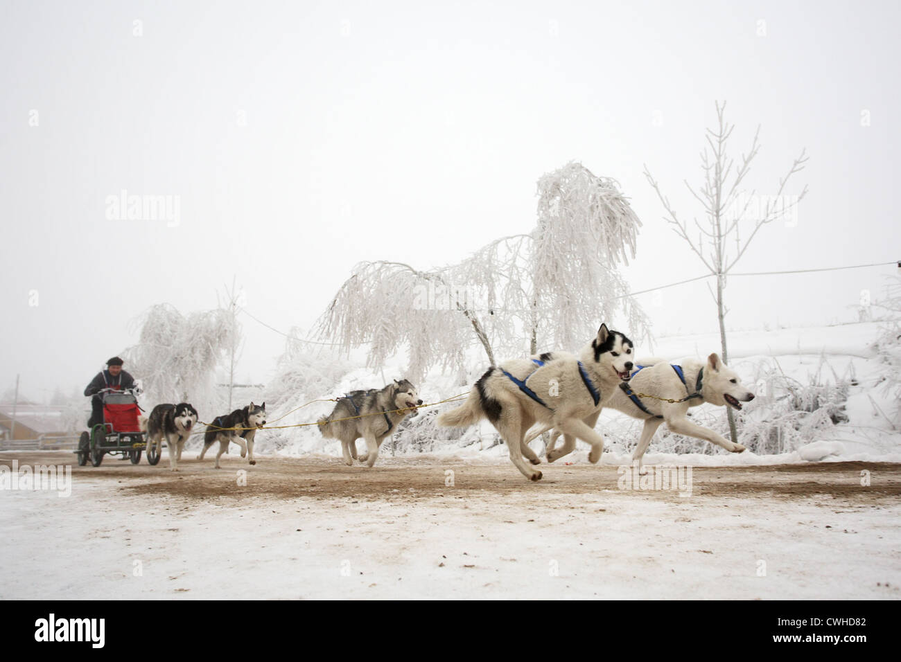 Man dog sled huskies in hi-res stock photography and images - Alamy