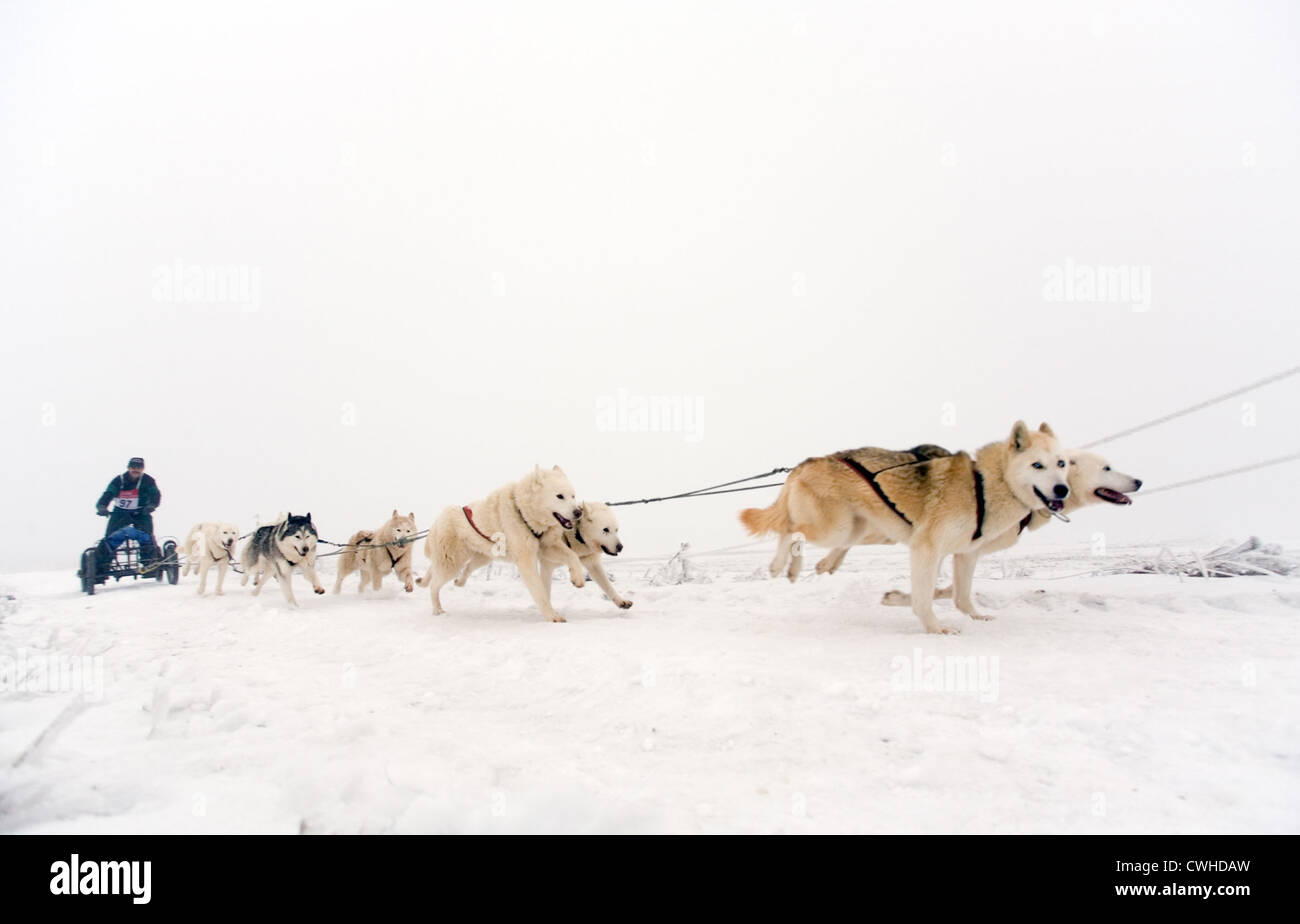 Man dog sled huskies in hi-res stock photography and images - Alamy