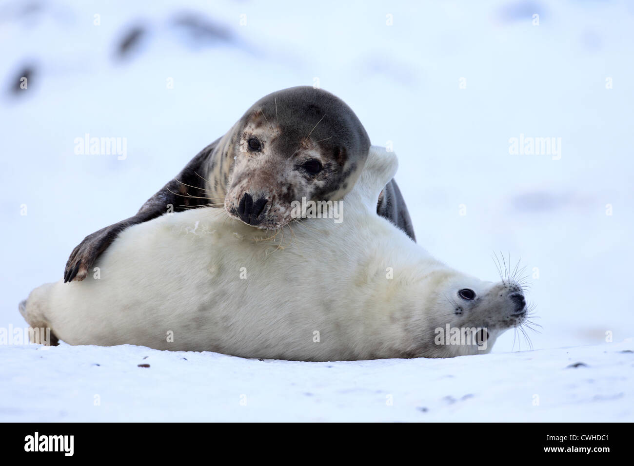 Cuddling seals hi-res stock photography and images - Alamy