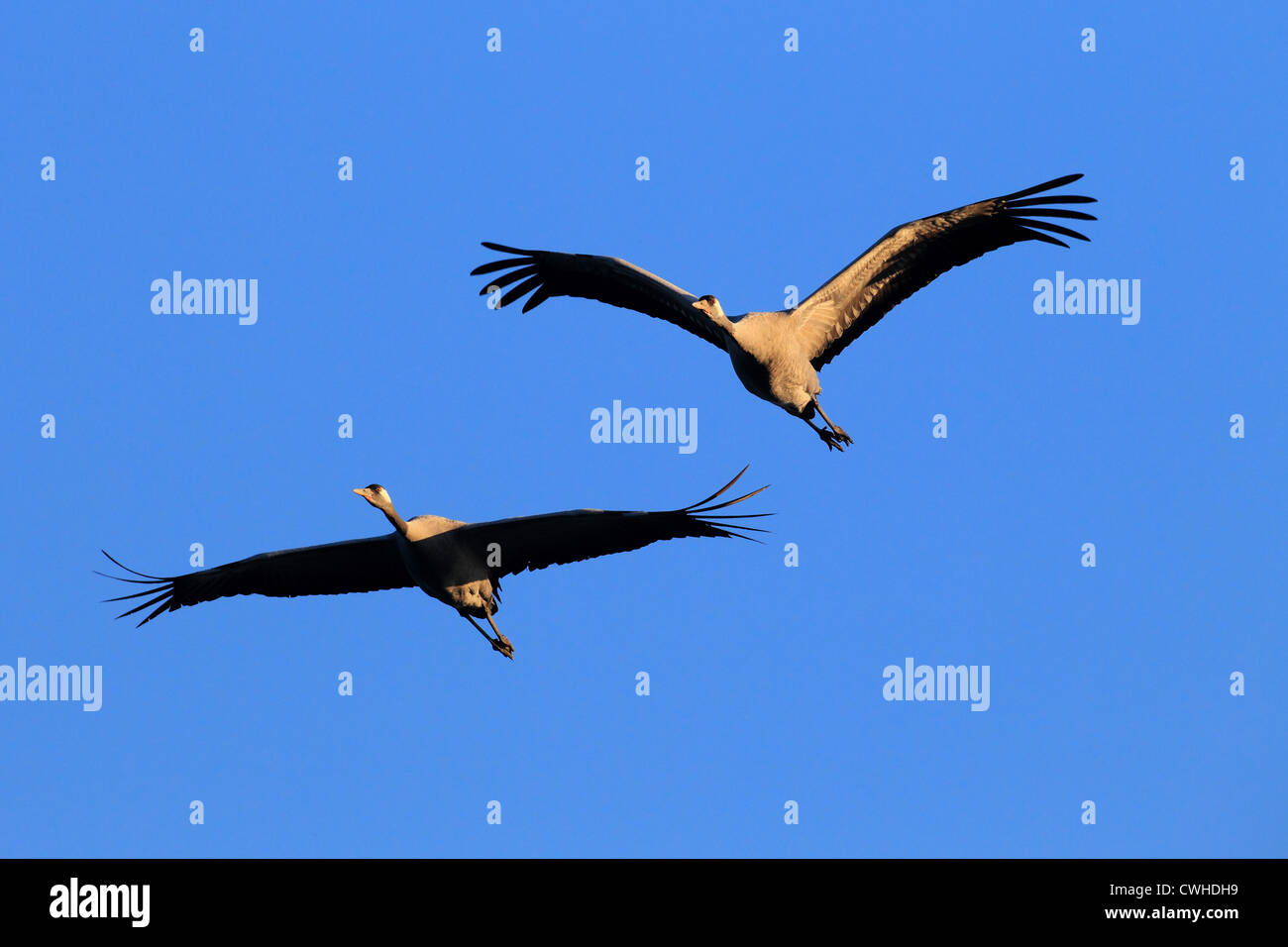 Two flying cranes hi-res stock photography and images - Alamy