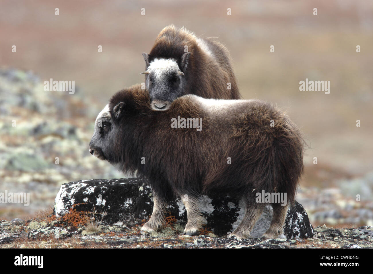 Musk ox baby hi-res stock photography and images - Alamy