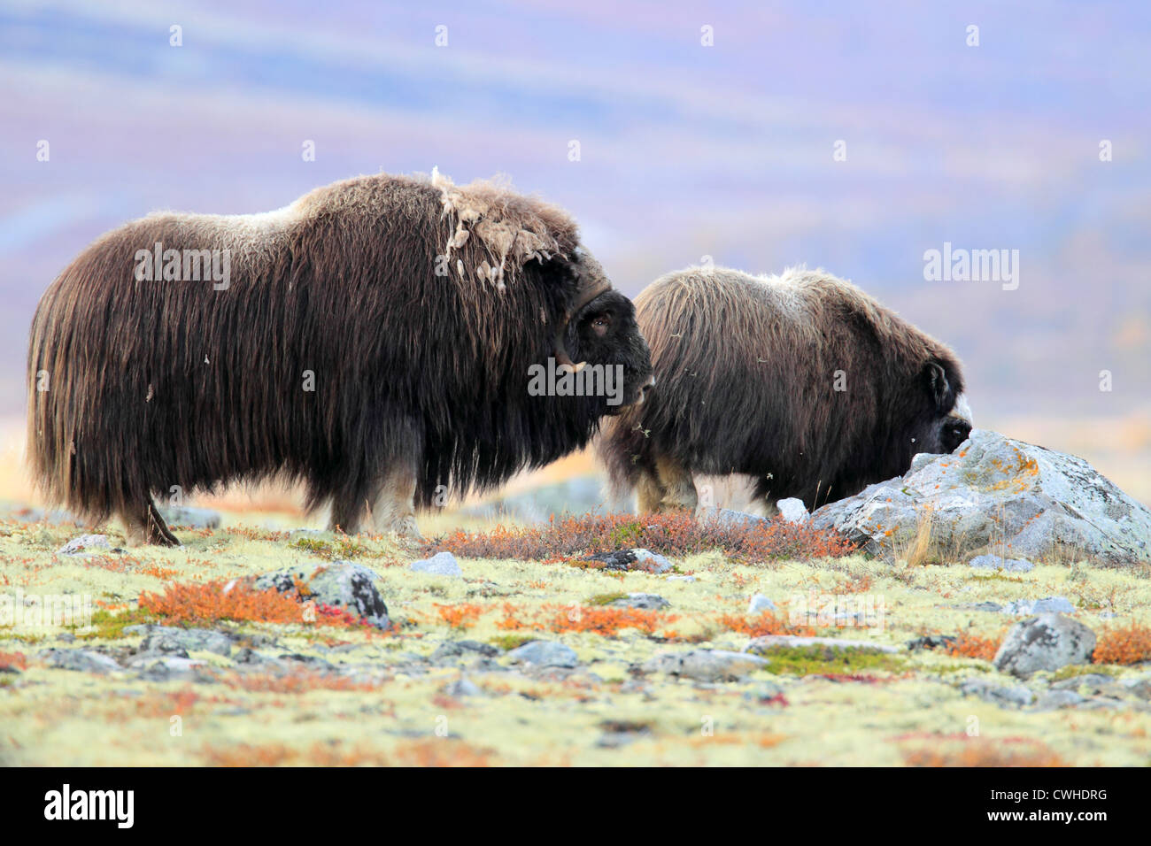 Two oxes 2 oxes hi-res stock photography and images - Alamy