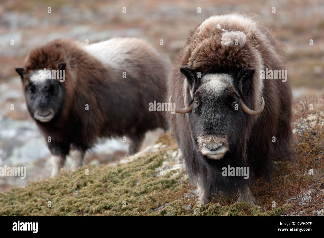 Two oxes 2 oxes hi-res stock photography and images - Alamy