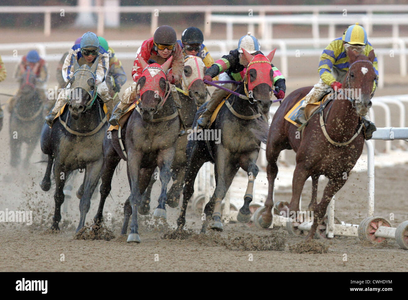 Seoul, horses and riders on the dirt track in action Stock Photo - Alamy