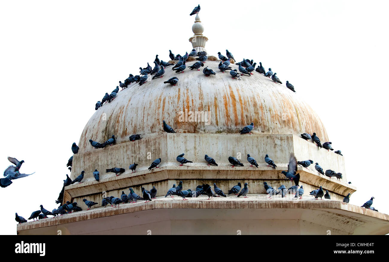 Birds sitting on Jaipur fort Stock Photo - Alamy