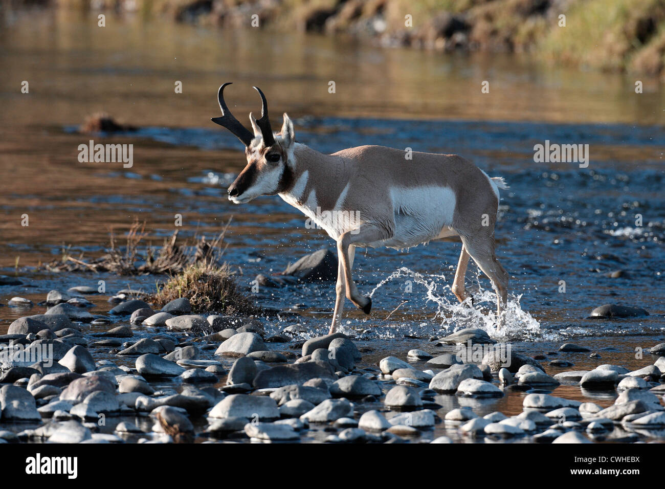 Pronghorn antelopes running hi-res stock photography and images - Alamy